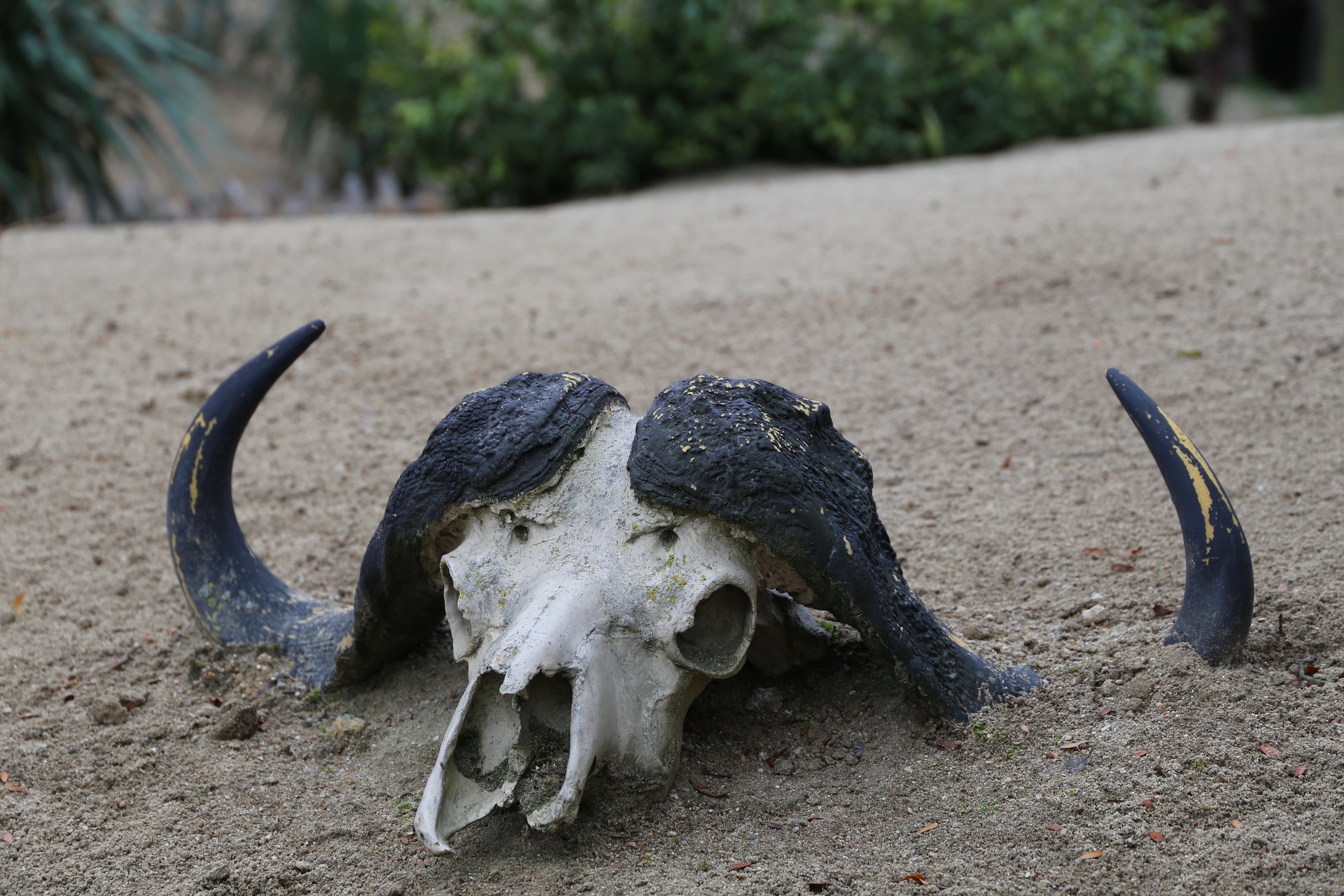 Sometimes carrion is used to describe an infected carcass that is ...