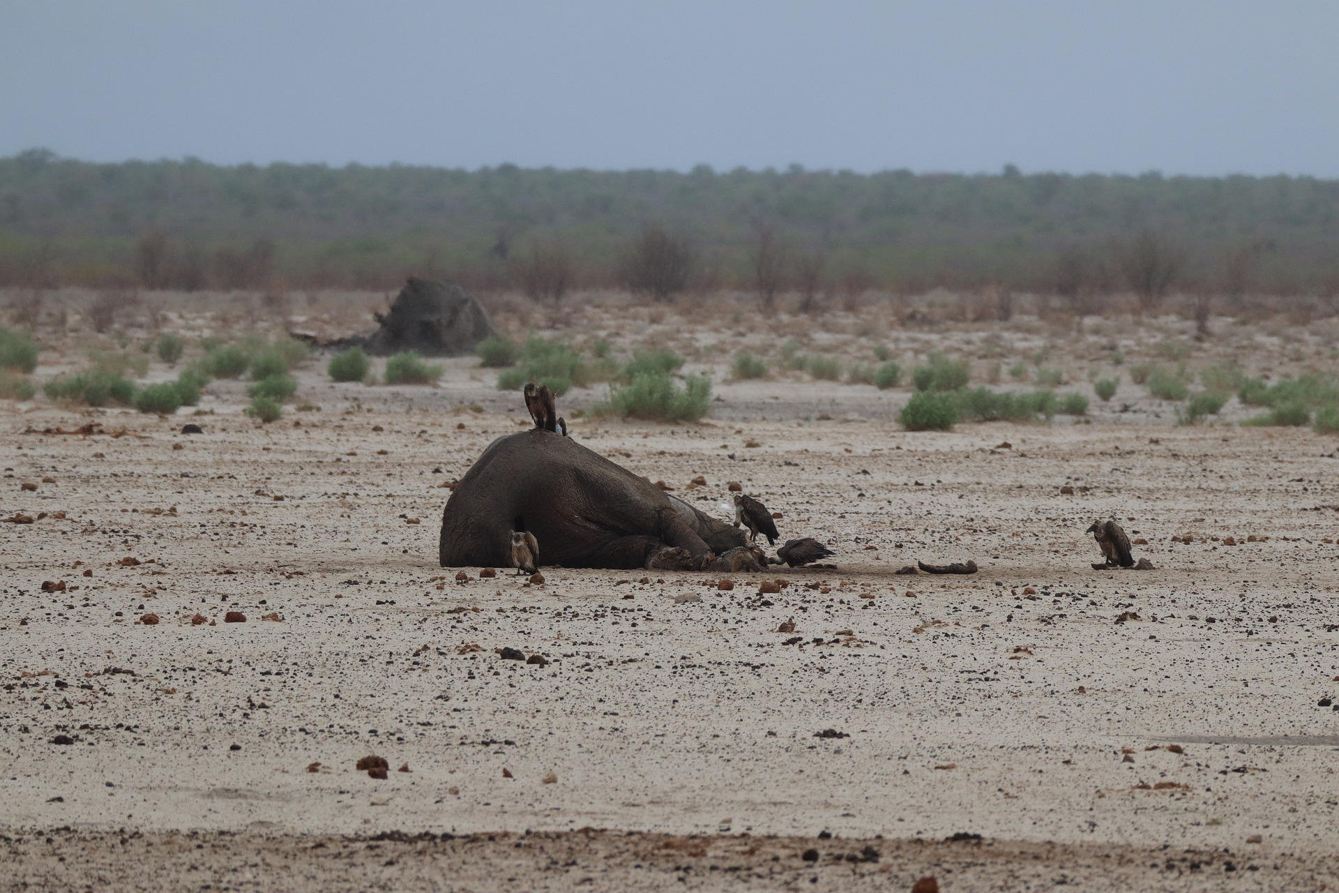 Sometimes carrion is used to describe an infected carcass that is ...